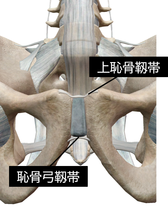 骨盤帯における3つの運動学 Forpt Online