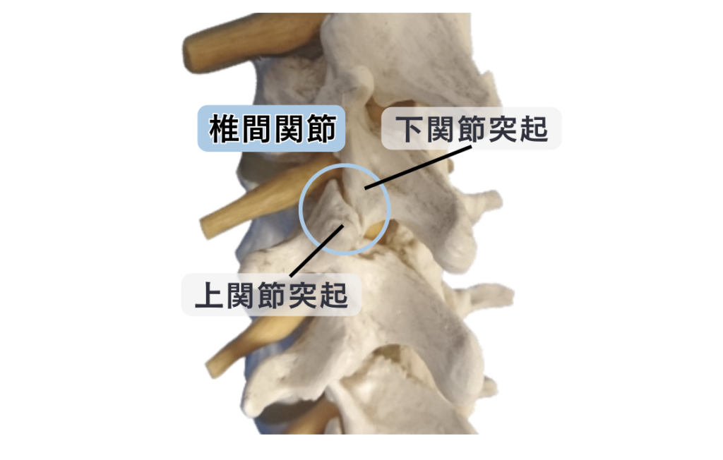 椎間関節性腰痛の理解と評価アプローチ Forpt Online