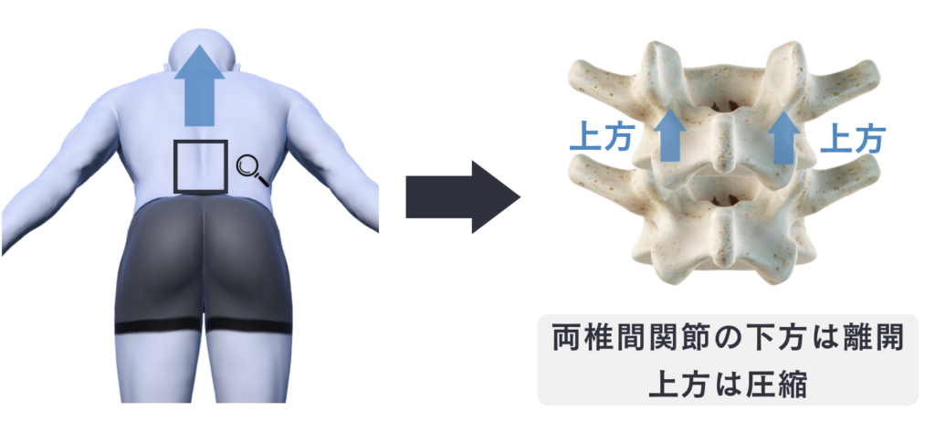 椎間関節性腰痛の理解と評価アプローチ Forpt Online