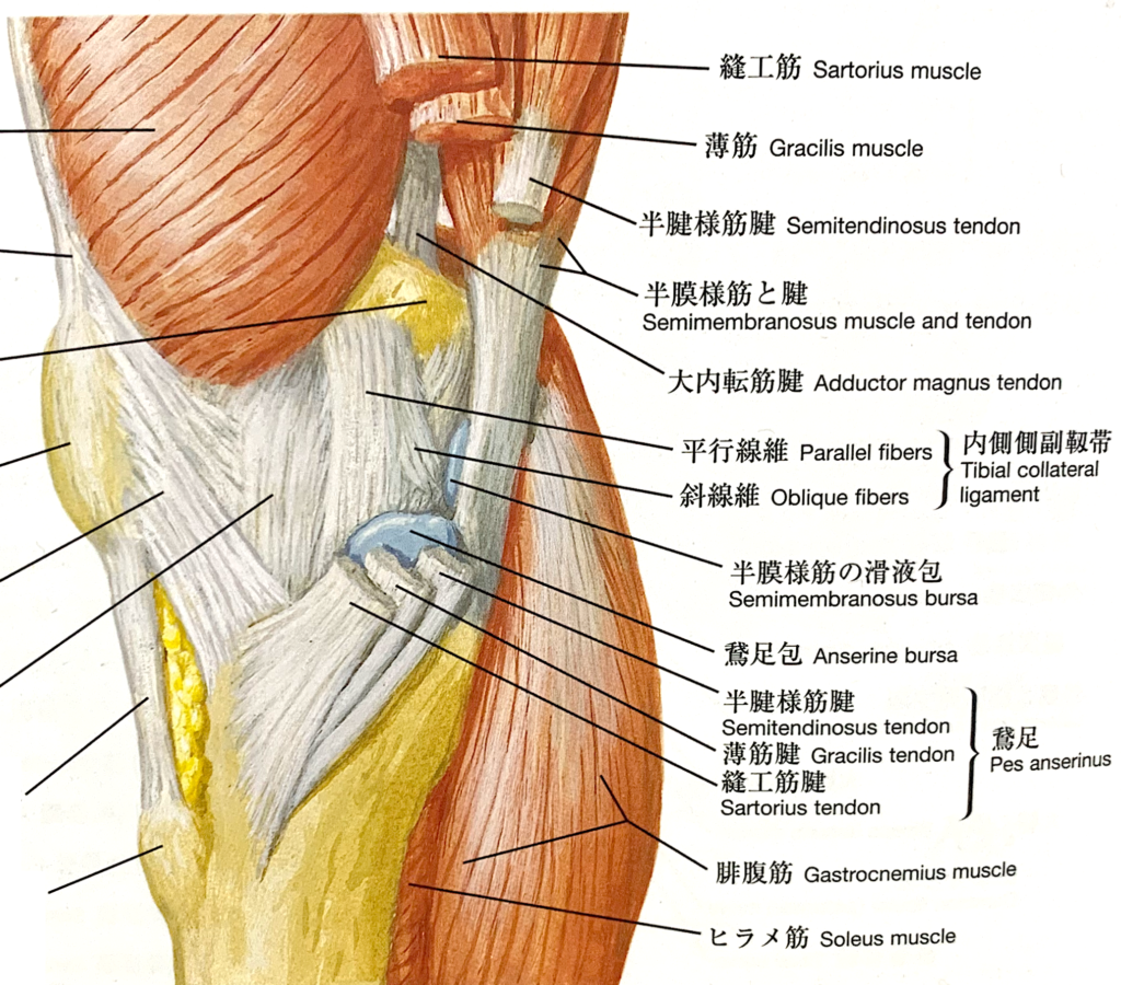 鵞足部の解剖バリエーションとメカニカルストレス - forPT ONLINE