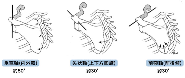 肩関節の構造と機能 Forpt Online