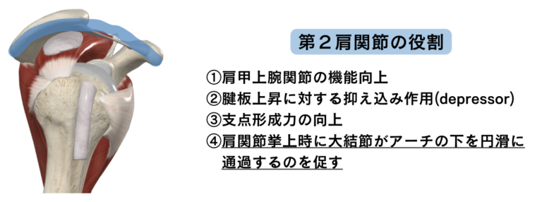 肩関節の構造と機能 Forpt Online