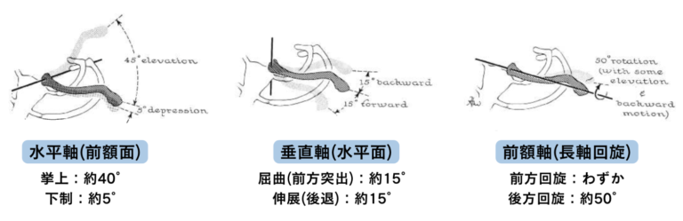 肩関節の構造と機能 Forpt Online