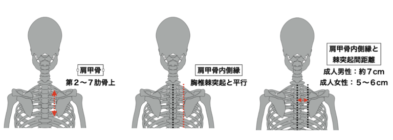 肩関節の構造と機能 Forpt Online